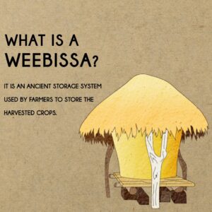 Maa Wee Amazing height of the plant - Vceylon