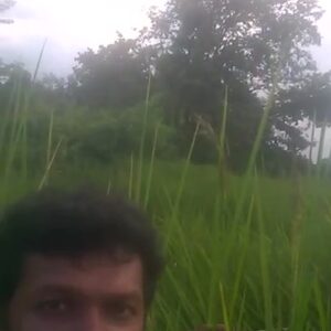 Maa Wee Amazing height of the plant - Vceylon